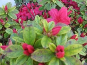 Azalea Gardens in Muskogee, Oklahoma – What’s Good About Home!