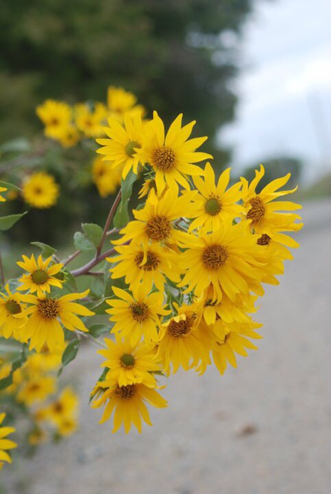 The Yellow of Prairie Autumn – What’s Good About Home!