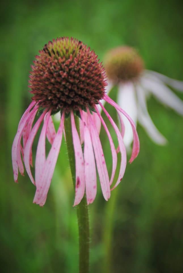 Oklahoma Wildflowers – What’s Good About Home!